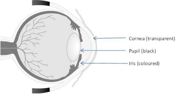 How to Draw Eyes | How to Draw New Zealand